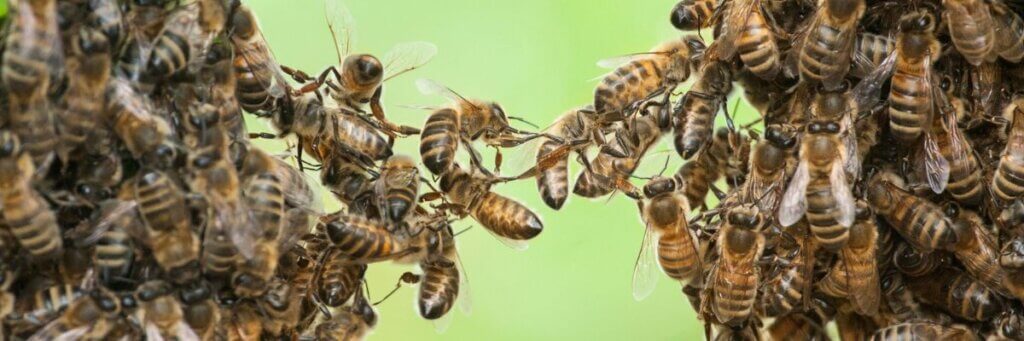 Friendly Pest Control Melbourne - #1 Pest Control Melbourne