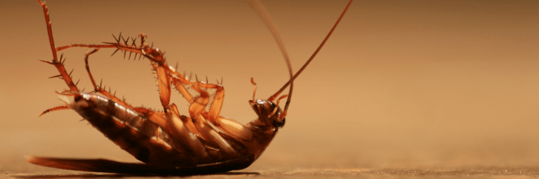 The Hidden Dangers of Cockroach Infestations: Friendly Pest