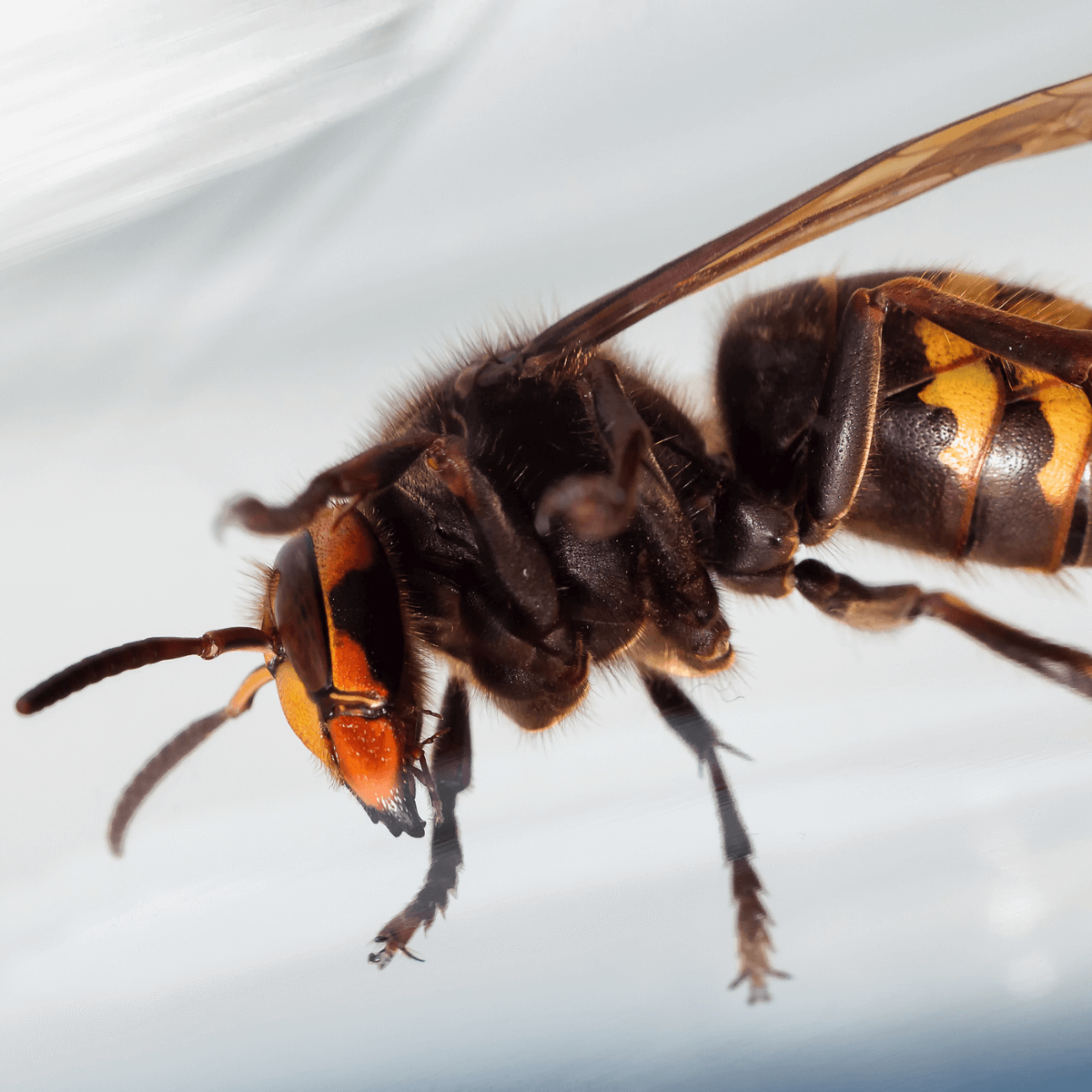 Australian Hornet - Friendly Pest Control