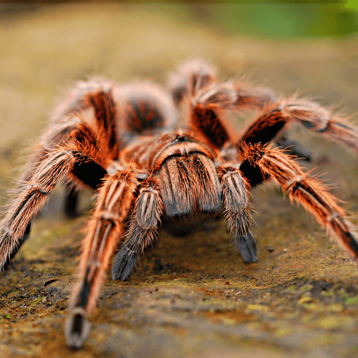 Australian Tarantula - Friendly Pest Control