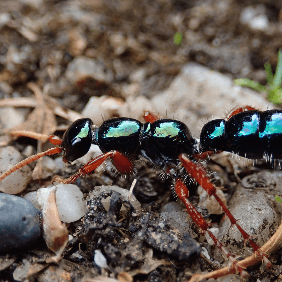 Common Wasp - Friendly Pest Control