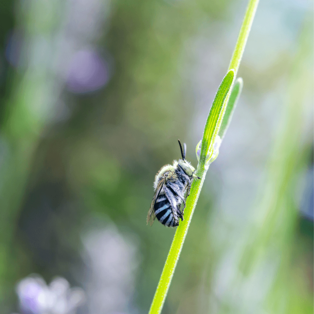 Masked Bees - Friendly Pest Control