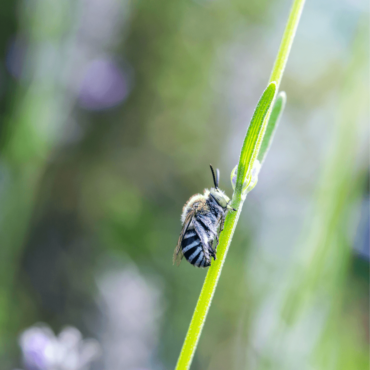 Red Bees - Friendly Pest Control