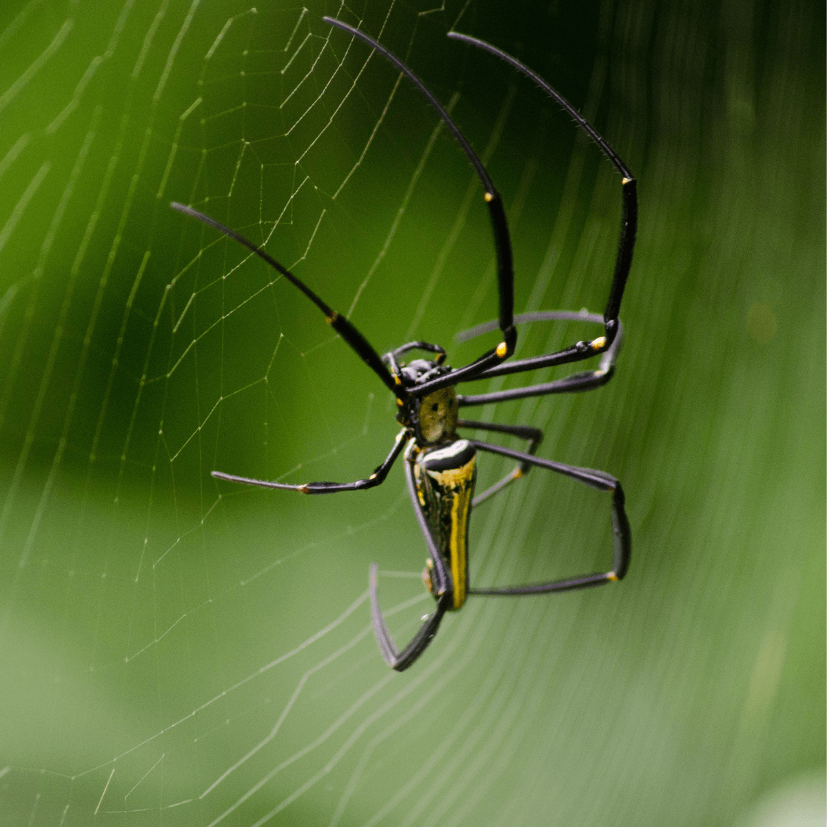 Common Golden Orb Weaver Spider - Friendly Pest Control