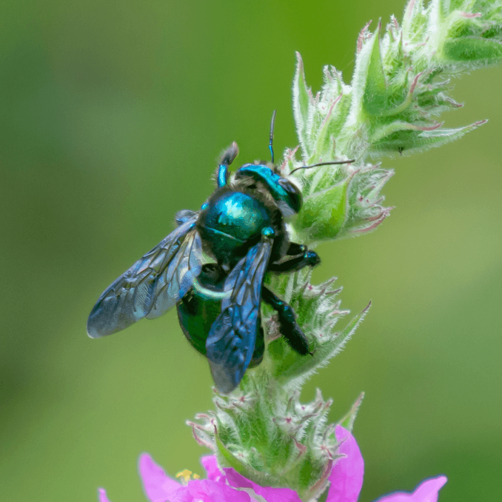 Yellow And Black Carpenter Bees Friendly Pest Control Yellow And Black Carpenter Bees Friendly Pest Control