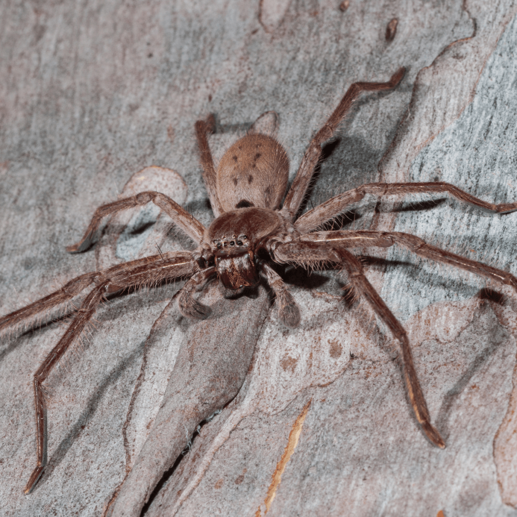 Australian Tarantula - Friendly Pest Control