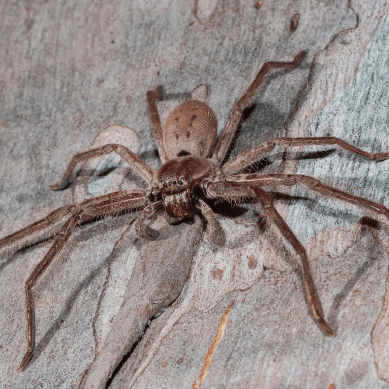 Australian Tarantula - Friendly Pest Control