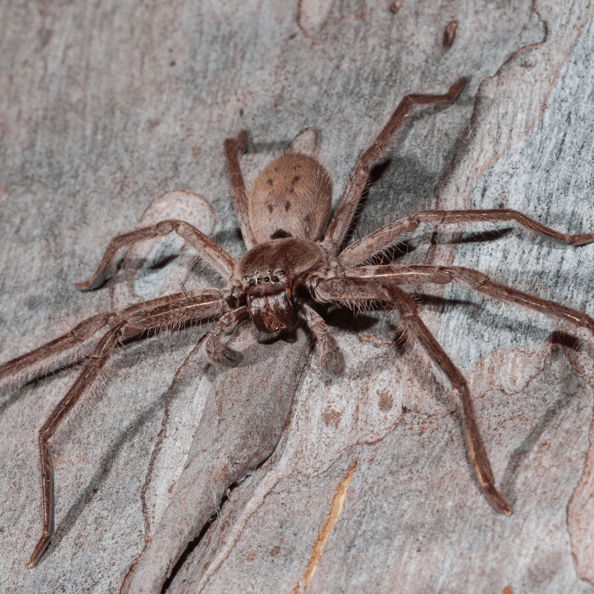 Australian Tarantula - Friendly Pest Control