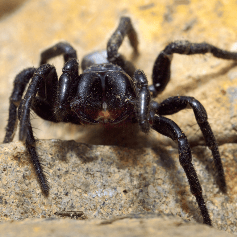 Australian Tarantula - Friendly Pest Control