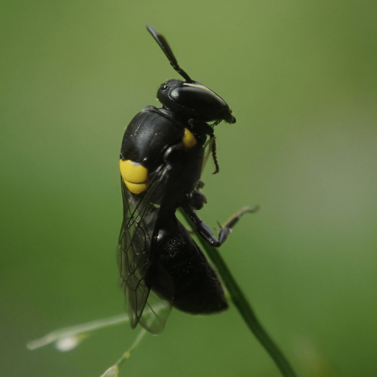 Red Bees - Friendly Pest Control