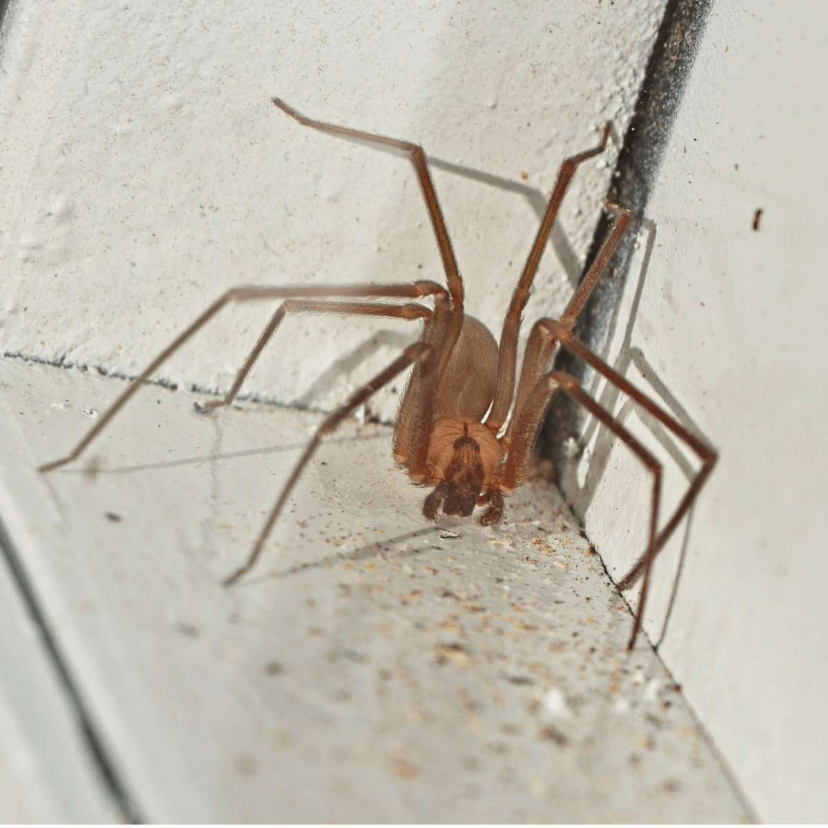 Recluse Spider in Melbourne- Friendly Pest Control