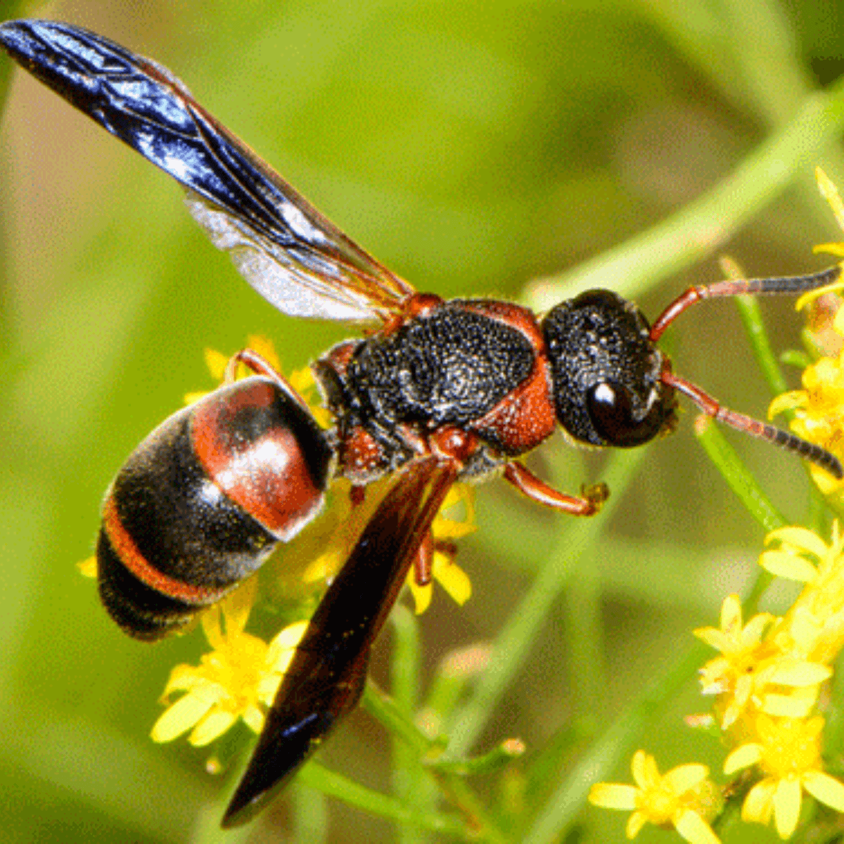 Teddy Bear Bee - Friendly Pest Control