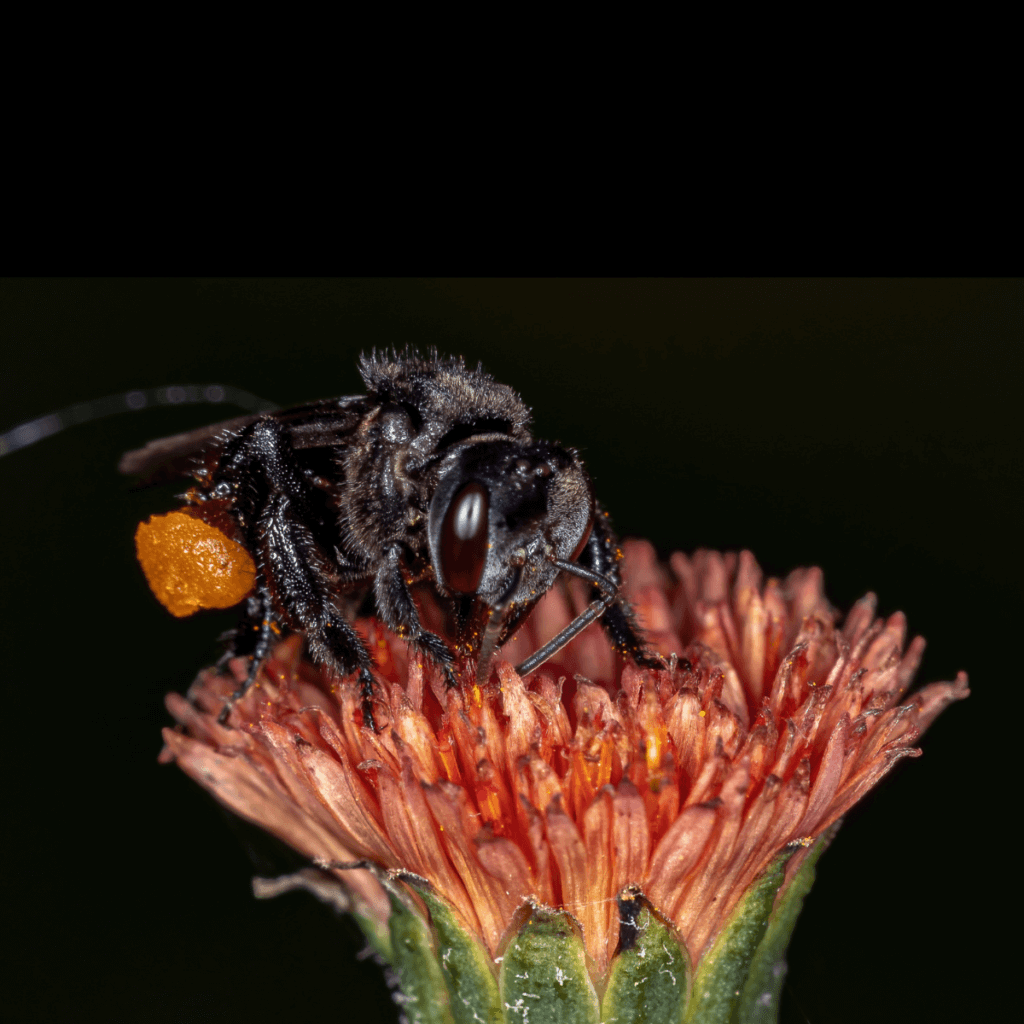 Masked Bees - Friendly Pest Control