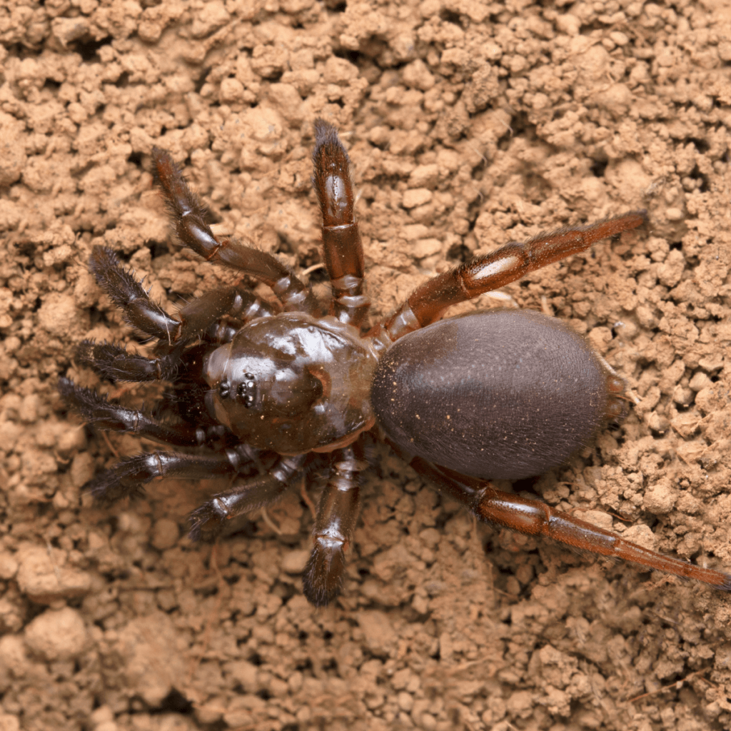 Trapdoor Spider in Melbourne - Friendly Pest Control