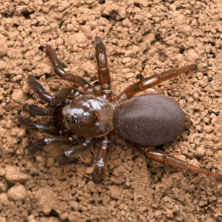 Australian Tarantula - Friendly Pest Control