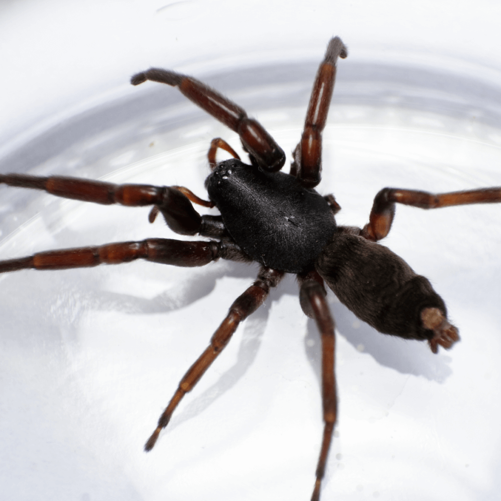 Australian Tarantula - Friendly Pest Control