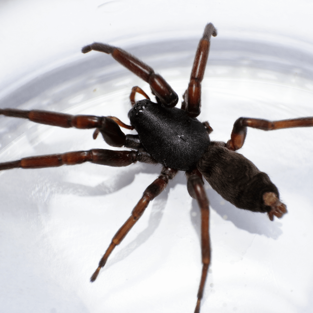 Australian Tarantula - Friendly Pest Control