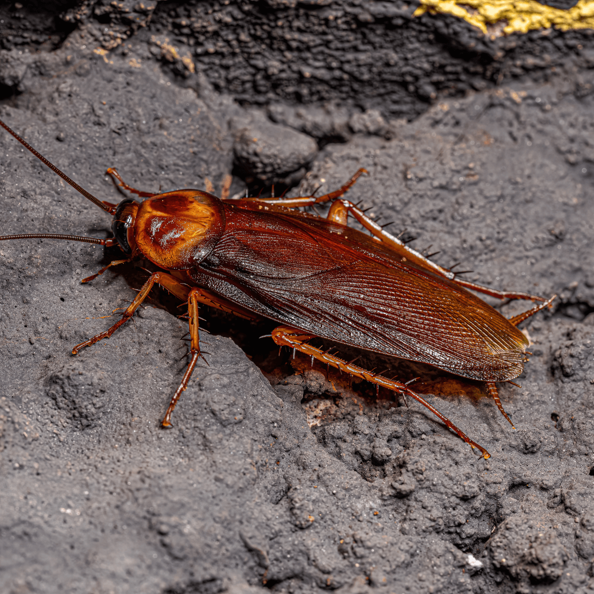Oriental Cockroach in Australia - Friendly Pest Control