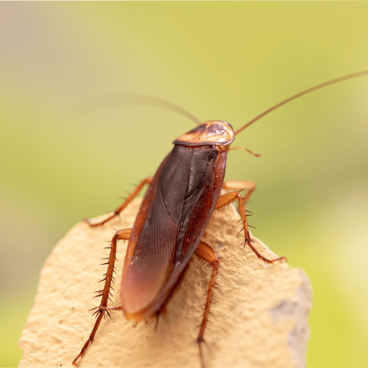 Oriental Cockroach in Australia - Friendly Pest Control