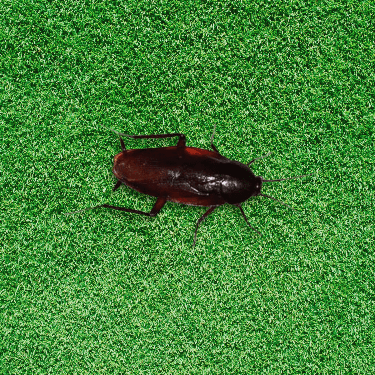 Oriental Cockroach in Australia - Friendly Pest Control
