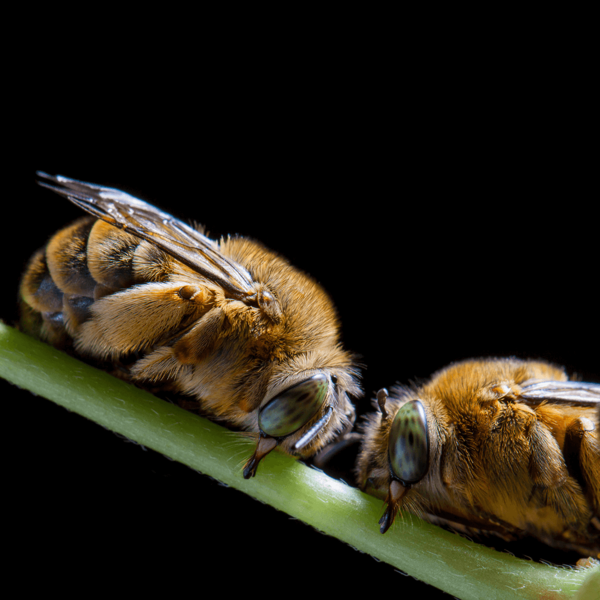 Resin Bee - Friendly Pest Control