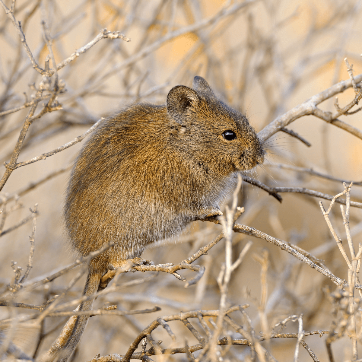 Bush Rat in Melbourne, Australia- Friendly Pest Control