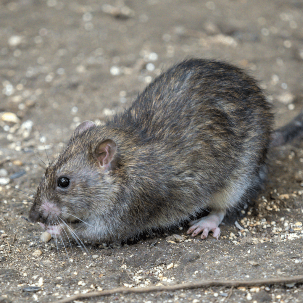 Common Water Rat in Melbourne - Friendly Pest Control