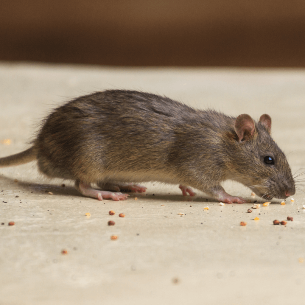 House Mouse in Melbourne, Australia - Friendly Pest Control