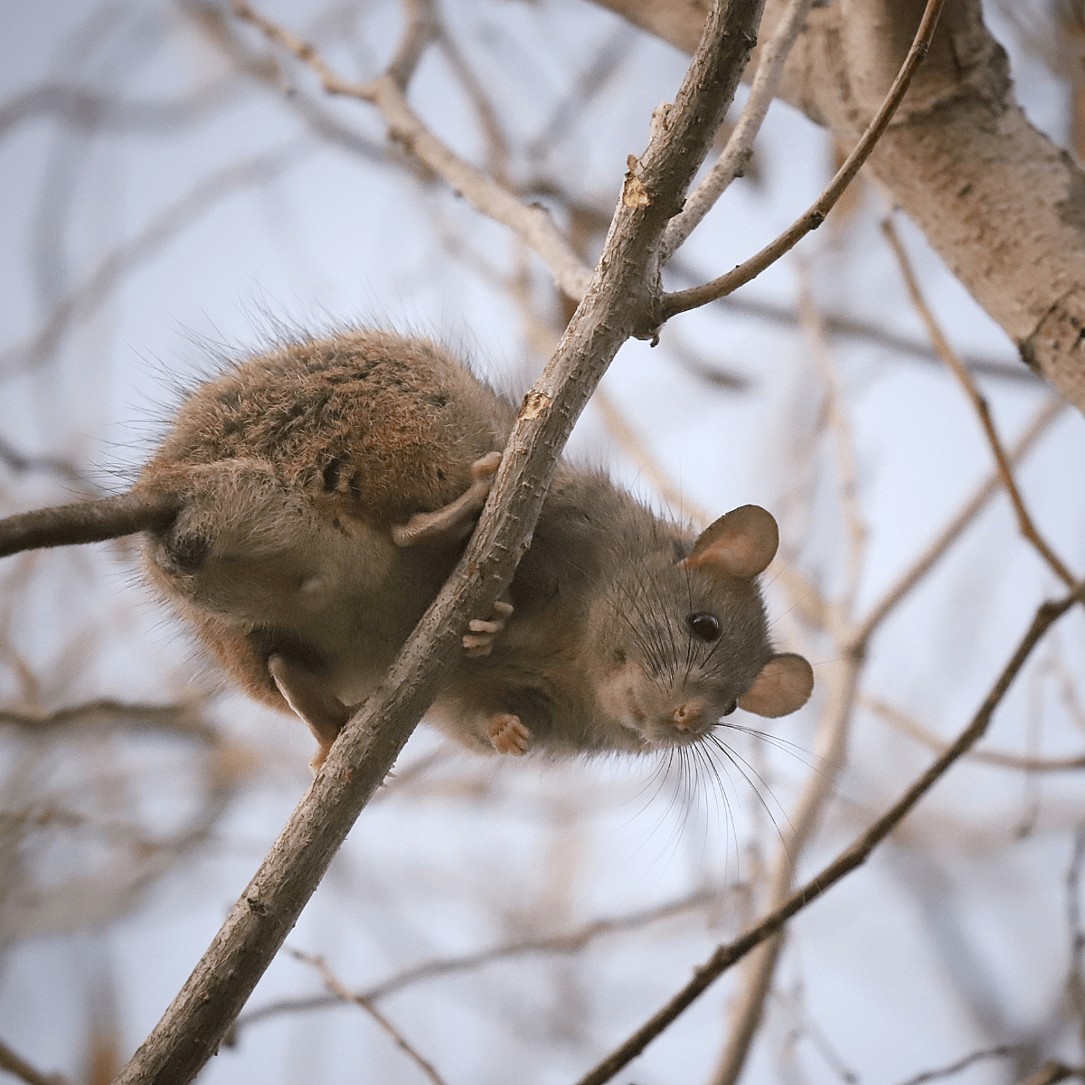 Roof Rat in Melbourne, Australia- Friendly Pest Control