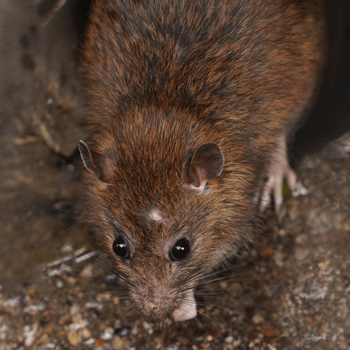 Roof Rat in Melbourne, Australia- Friendly Pest Control