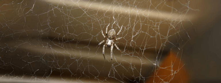 Effective and Natural Ways to Repel Spiders? - May 2024