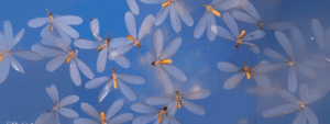 What to know about Flying Termites? - Friendly Pest Control